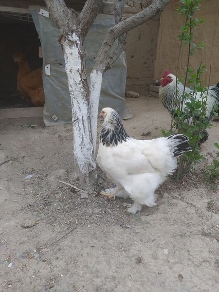 Продам яица куры Брамы