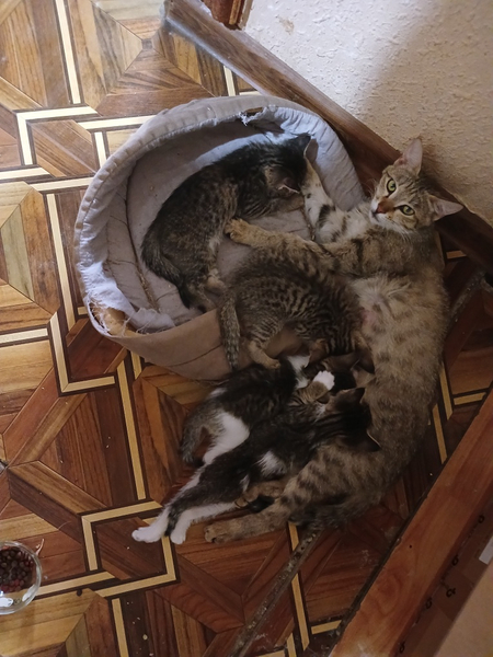 Г самарканд отдаю котят в хорошие добрые руки все мальчишки к лотку пр