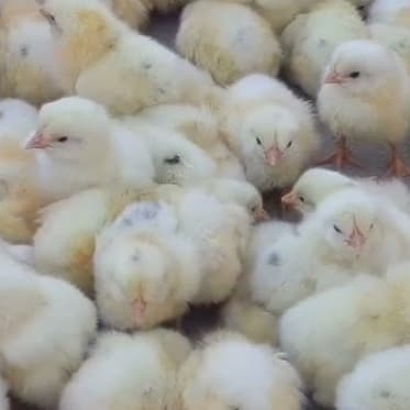 ğoz,õrdak,induk,jõja 

Oladiganlar yozilar