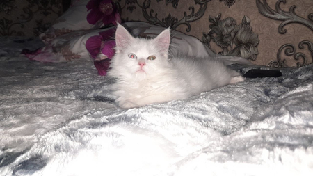 Срочно продаётся котёнок