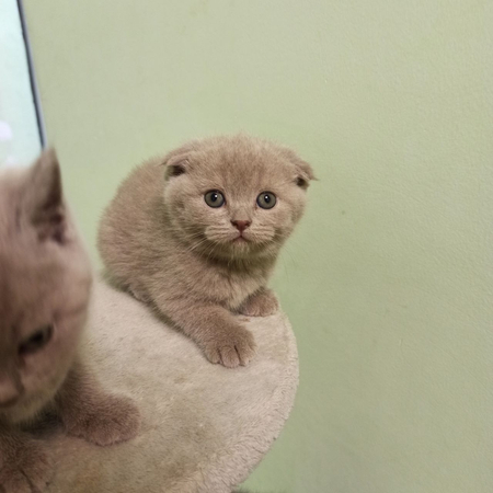 Скотиш фолд и стайт