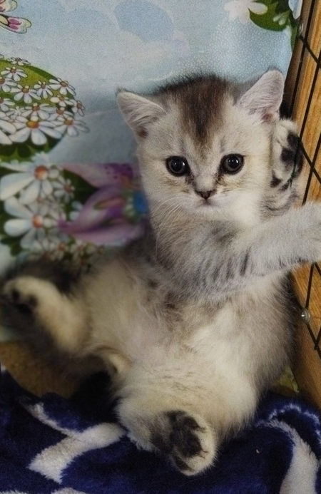 Котёнок Страйт мальчик серебристая шиншилла