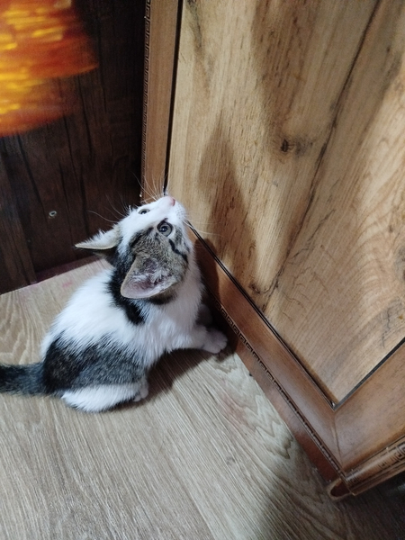 Кошка. Продаются котята.