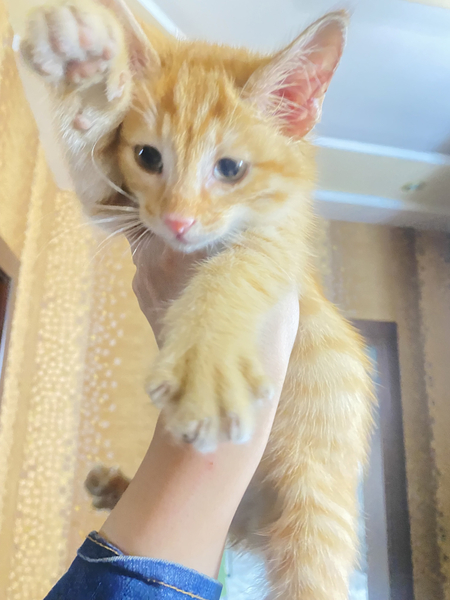 Котенок кошка