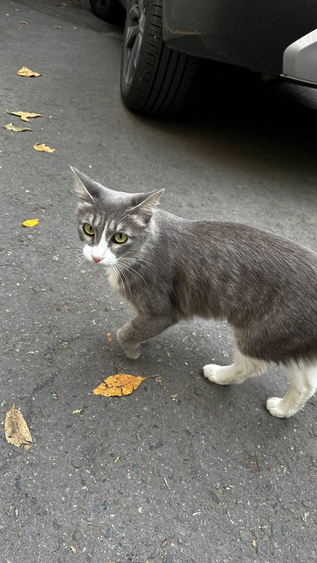 Пристраиваются котята