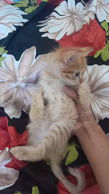 Котенок 2 месяца мальчик