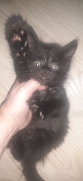 Очень Шладкий котёнок