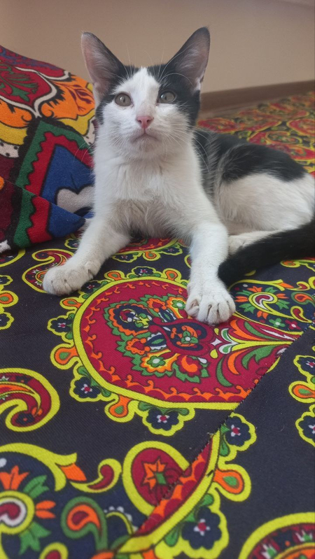 Котенок в добрые руки