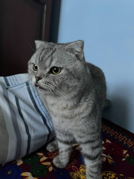 Вязка шотландского вислоухого кота