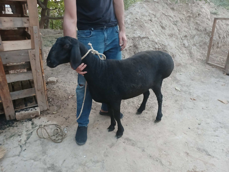 Qo\\\'y sotiladi qora