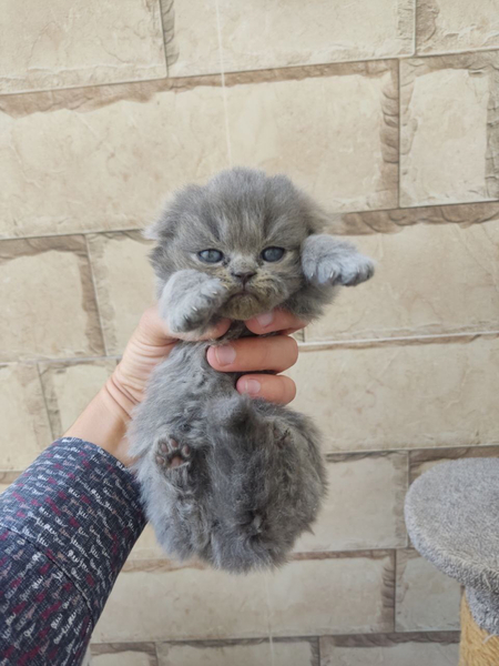 britanskiy mushu bolasi