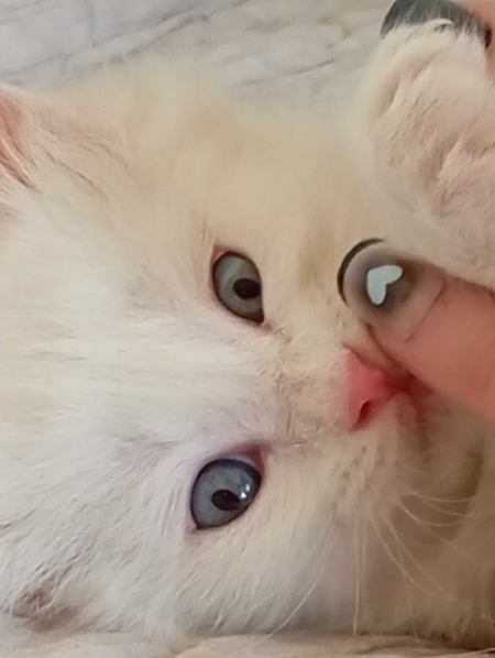 Породистые новорожденные котята