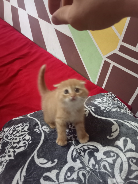 Шотланский котятя вислоухий