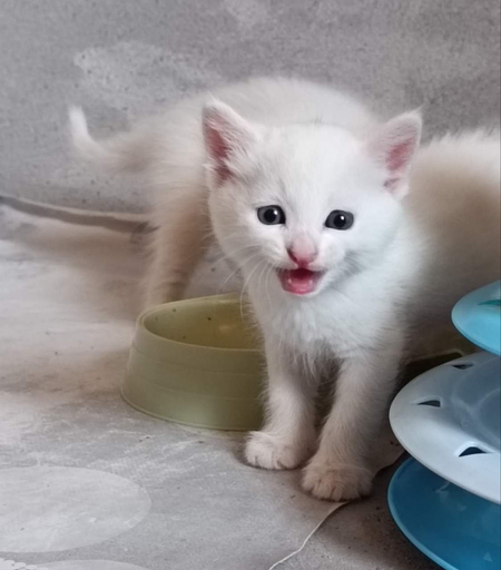 Продаются котята