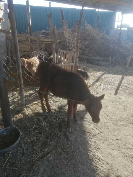 Ona bola sigir sotiladi