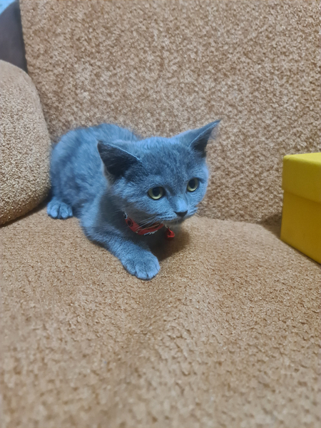 Mushuk sotiladi 60$