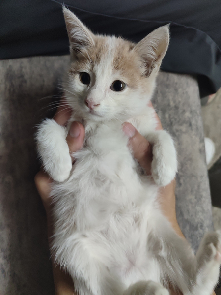 Котенок здоровый