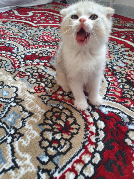Scottish fold paroda sotiladi 250$