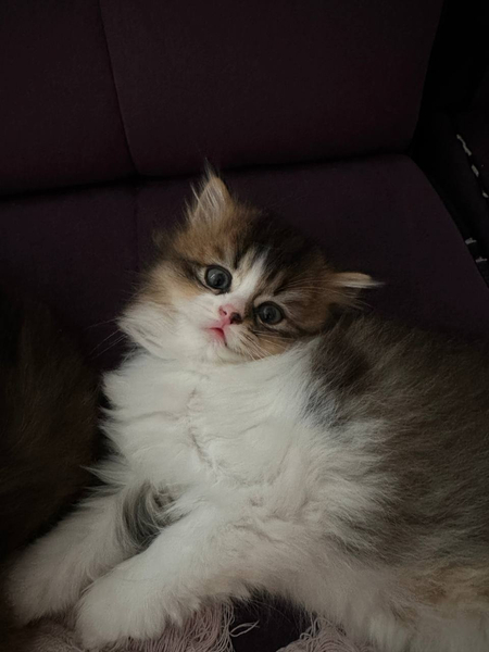 Продам Малишку Скотиш страйт
