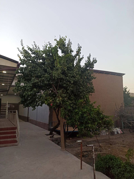 Hovli bektemer 5,7 sutok li 5honali uy