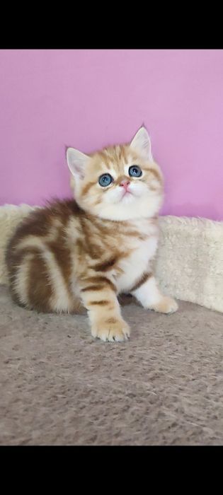 Золотая шиншилла