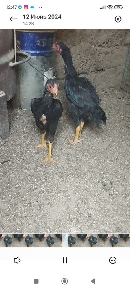 Jojala sotiladi harxil oyda chiqgan