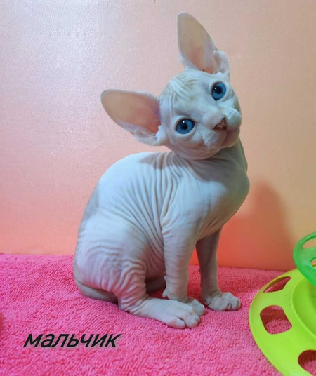 Котята сфинкс готовы к продаже