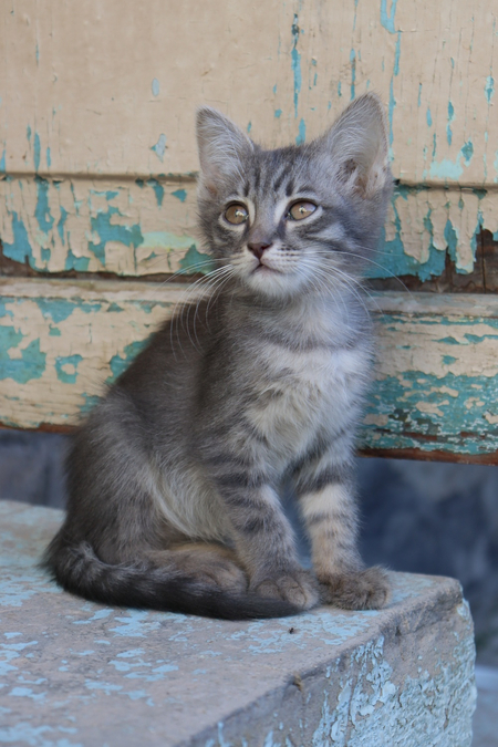 Котенок в добрые руки!