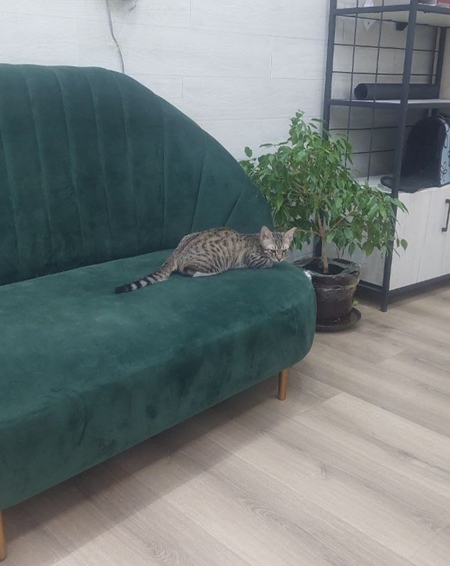 Котёнок красавец мальчик. В Ташкент
