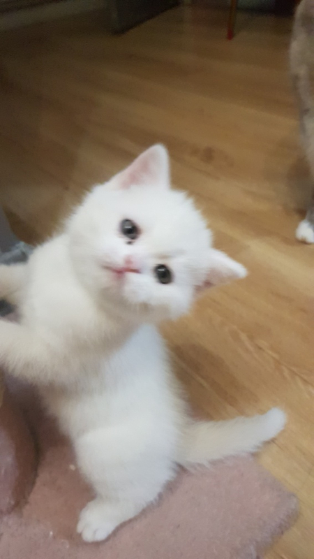 Котята Скотиш Страйт