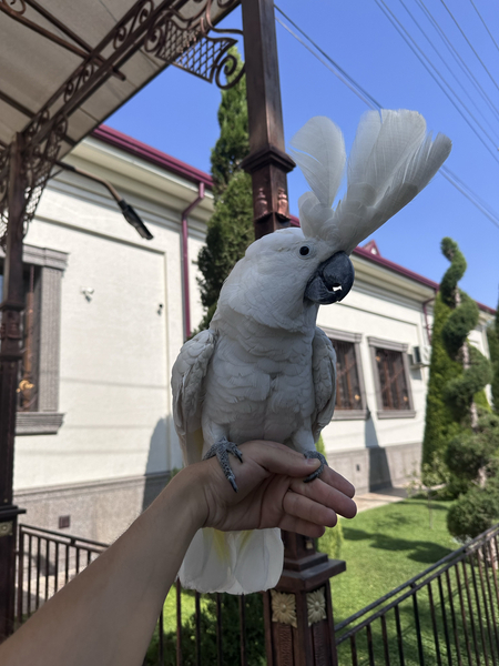 Бело хохлый какаду сотилади идеал ручной куш.