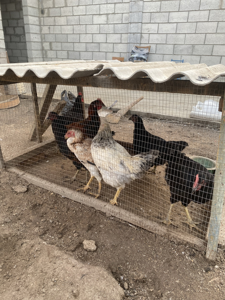 Продаются Петушки