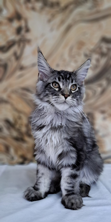 Продам котят мейнкунов