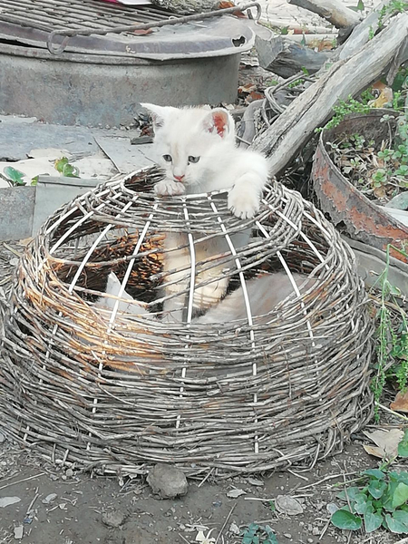Продаются котята