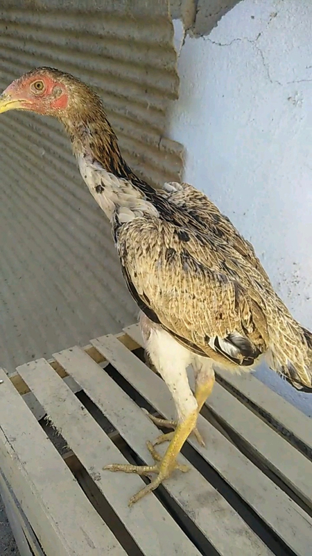 Kulangi sotiladi