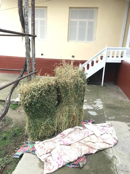 Кок Беда ПЧАН далада осган