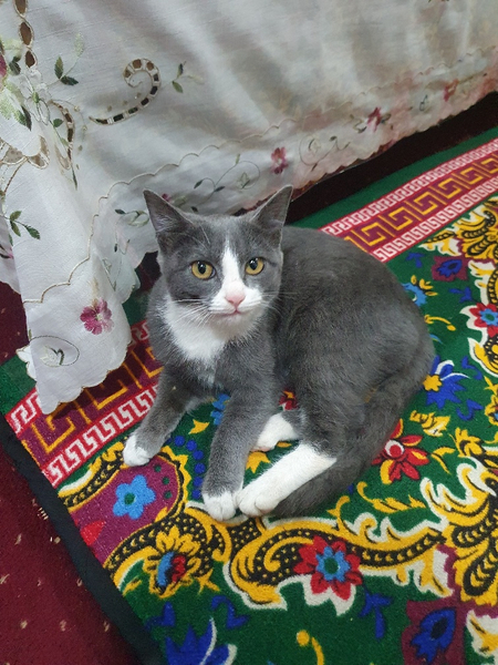 Scottish fold , toza qon