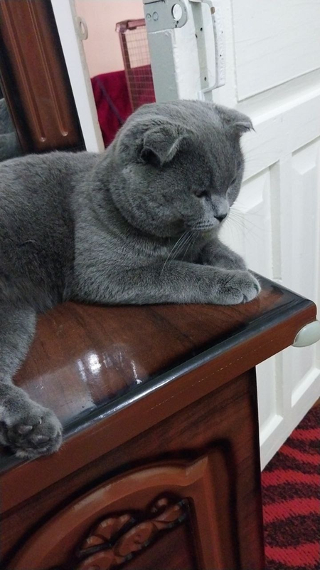 Скотч фолд чисто кровные