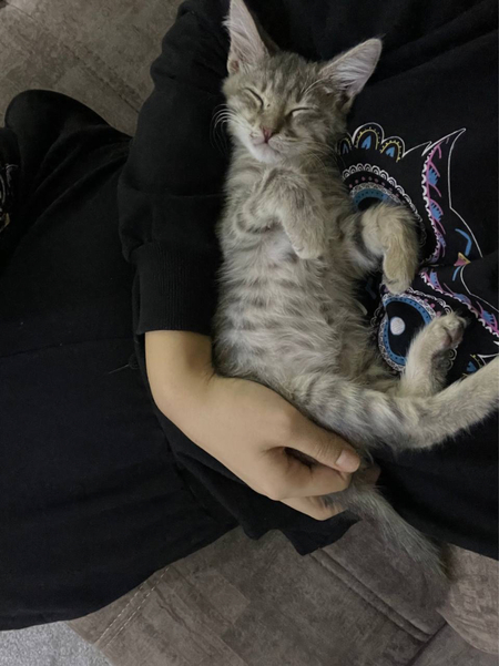 Милый котенок в добрый руки