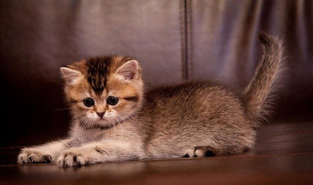 Котята скоттиш страйт .фолд