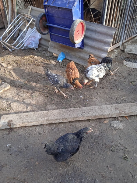 Продаются домашние куры!