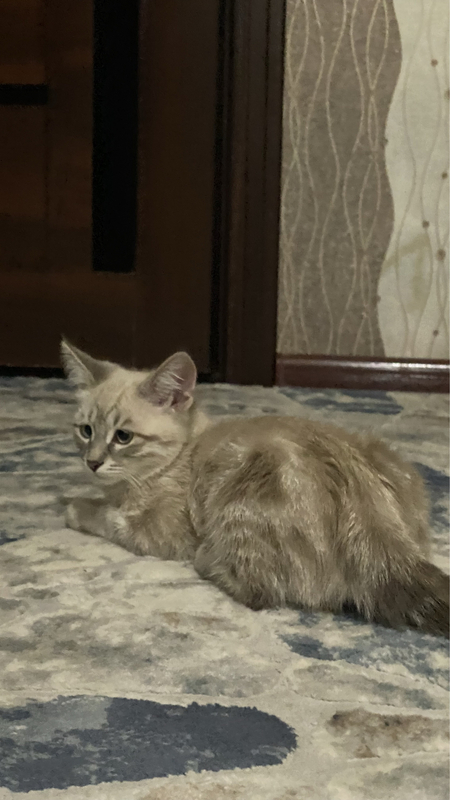 Котенок / мушукча
