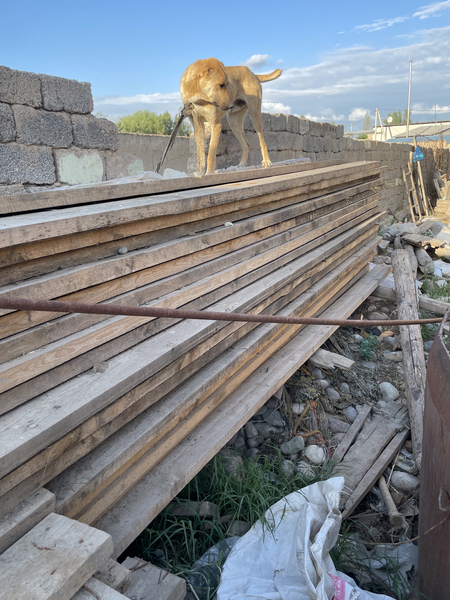 Taxta rossiyadan kegan 1 sort 5x20 6 metr