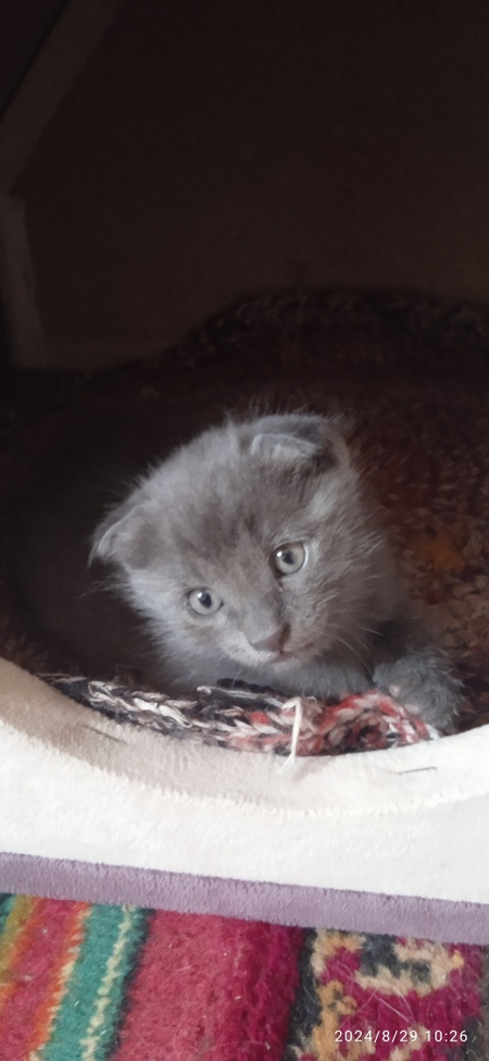Продаются котята фолды и страйты
