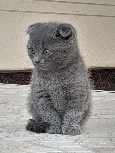 Британская короткошёрстная кошка