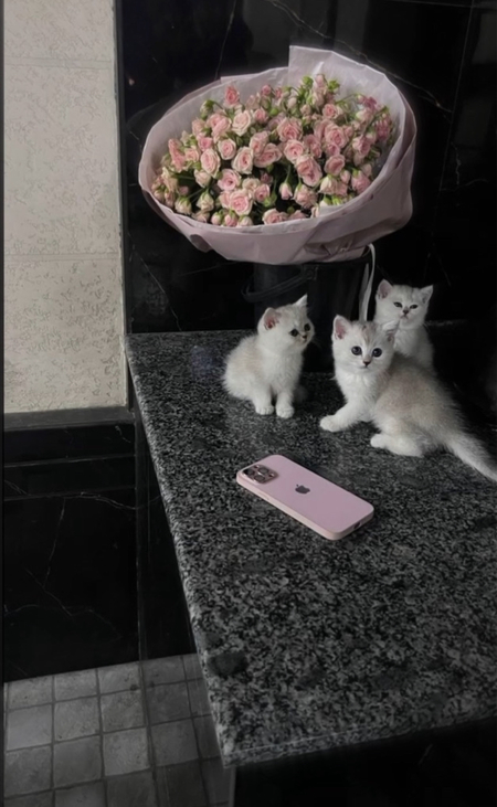 Серебрыстий шиншилла