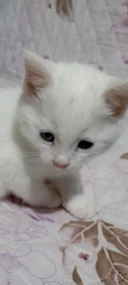 Продам котят турецкая ангорка