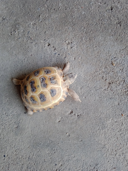 Toshbaqa sotiladi