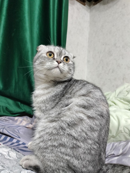 Продается скотиш фолд