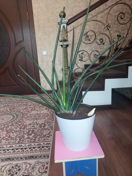 Zamiakulkas ochen krasivaya neprihotlivaya rasteniya est esho drugiye
